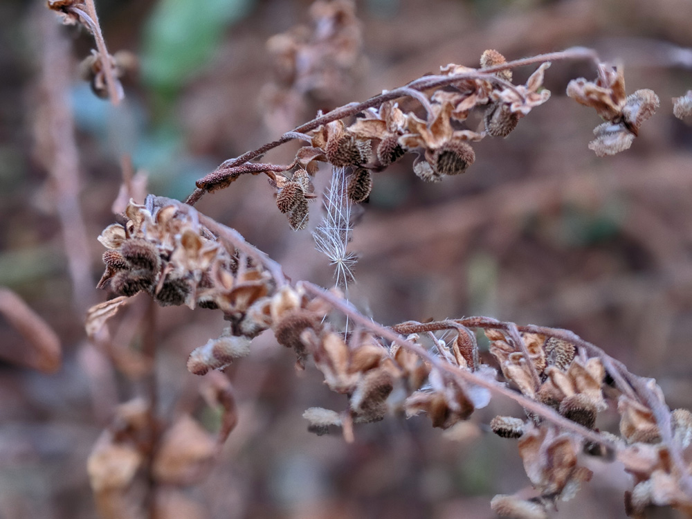 Beggar’s Lice – Wild Sensibility