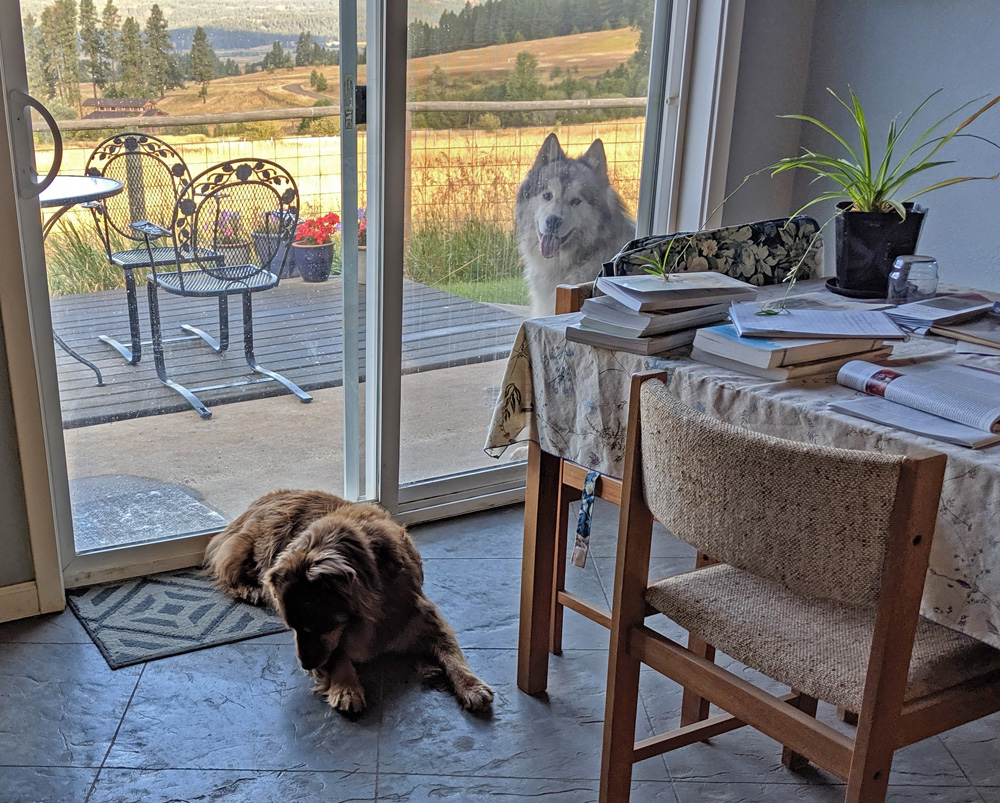 Beggar’s Lice – Wild Sensibility