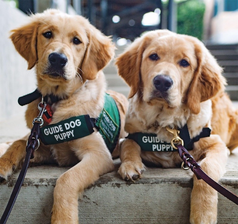 Raising a Guide Dog Puppy – Wild Sensibility