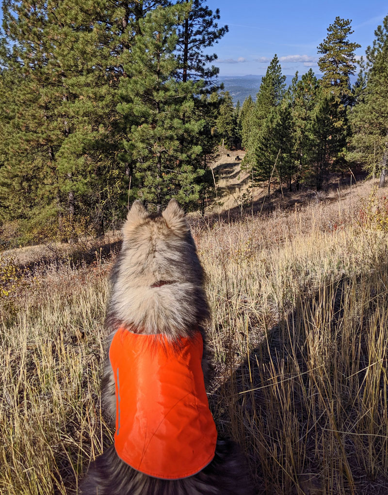 Sauntering – Wild Sensibility