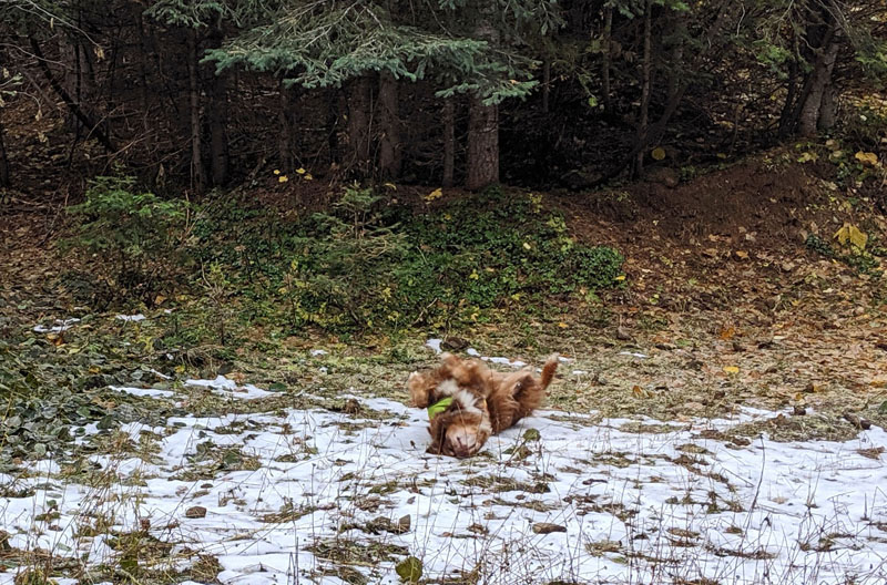 Sauntering – Wild Sensibility