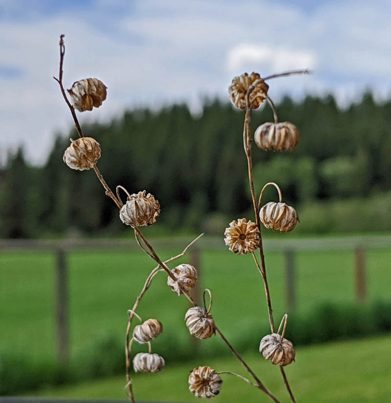 Flax: A Mix of Beauty and History – Wild Sensibility