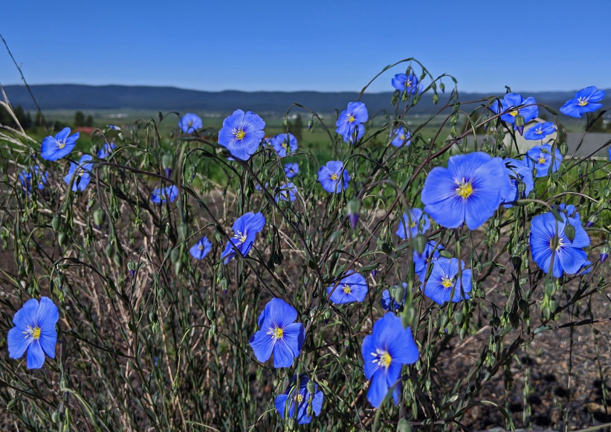 Flax: A Mix of Beauty and History – Wild Sensibility