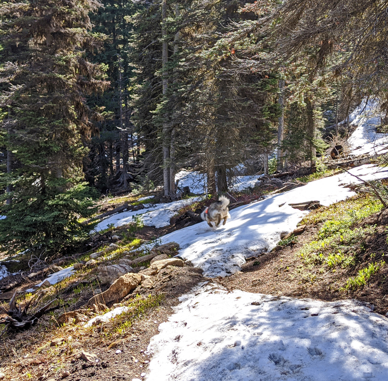 Spring 2020 Critter Encounters: Deer – Wild Sensibility