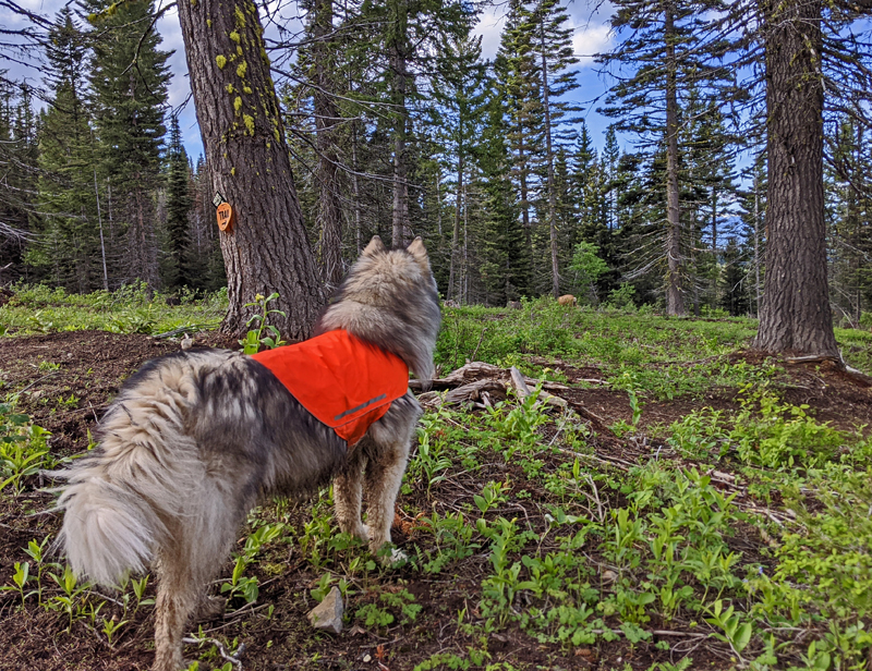 Spring 2020 Critter Encounters: Deer – Wild Sensibility