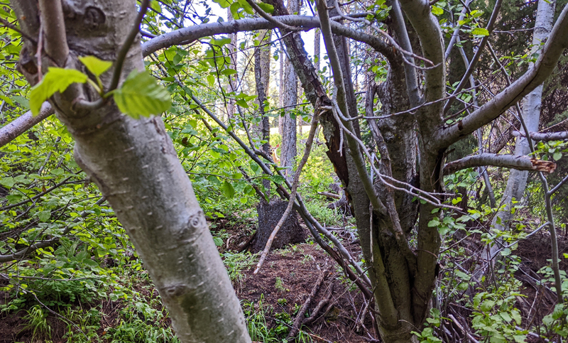Spring 2020 Critter Encounters: Deer – Wild Sensibility