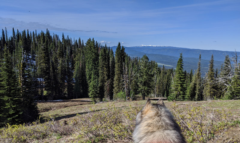 Spring 2020 Critter Encounters: Deer – Wild Sensibility