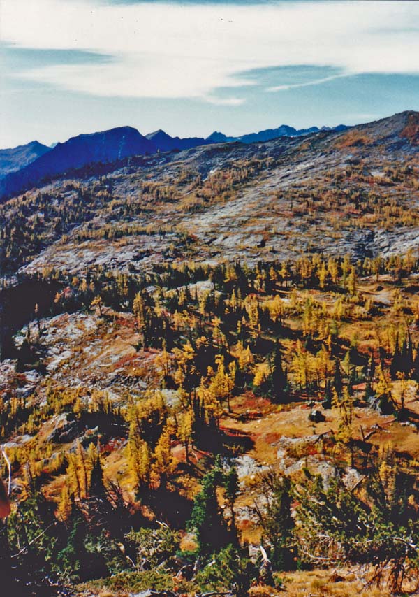 Ladybugs – Wild Sensibility