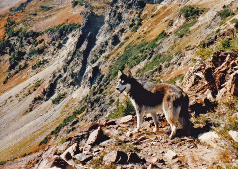 Ladybugs – Wild Sensibility