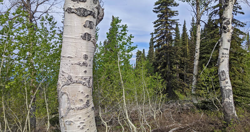 Basque Tree Carvings – Wild Sensibility