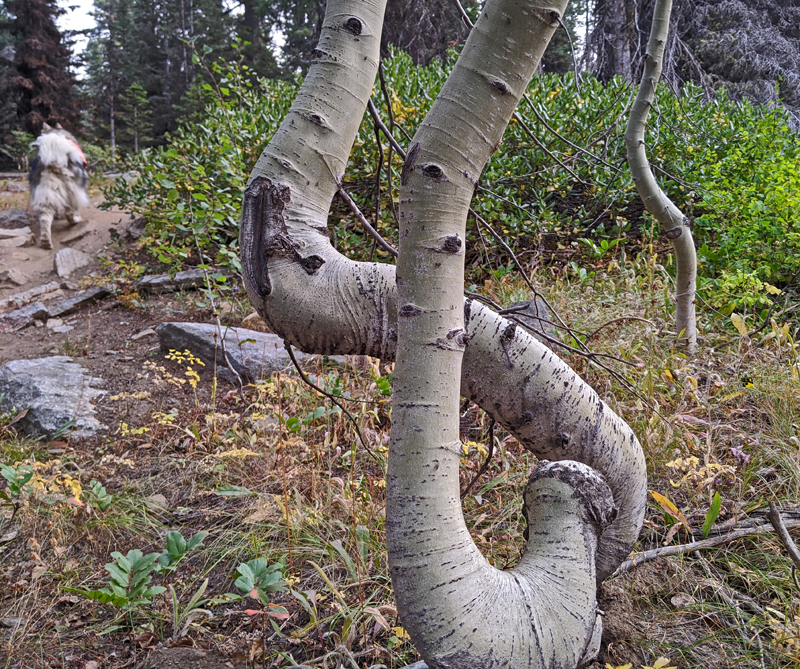 Basque Tree Carvings – Wild Sensibility