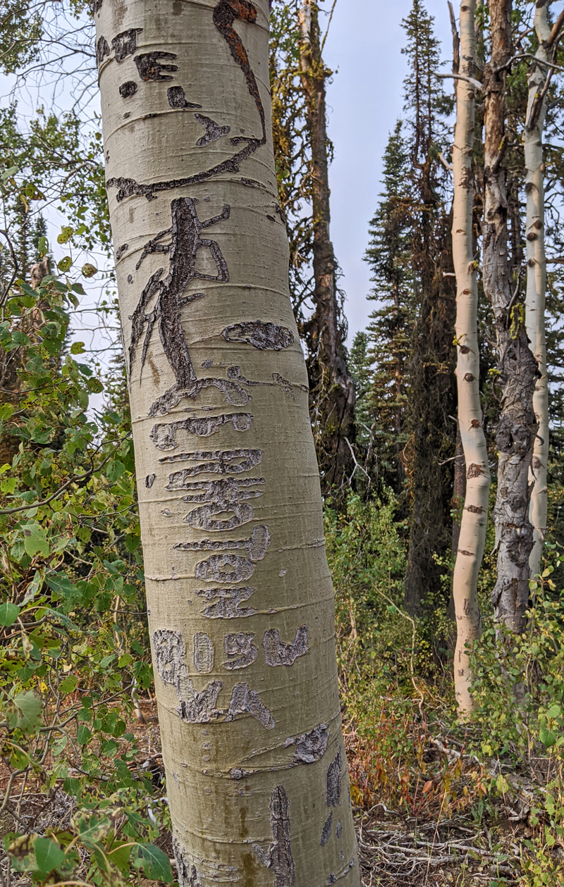 Basque Tree Carvings – Wild Sensibility