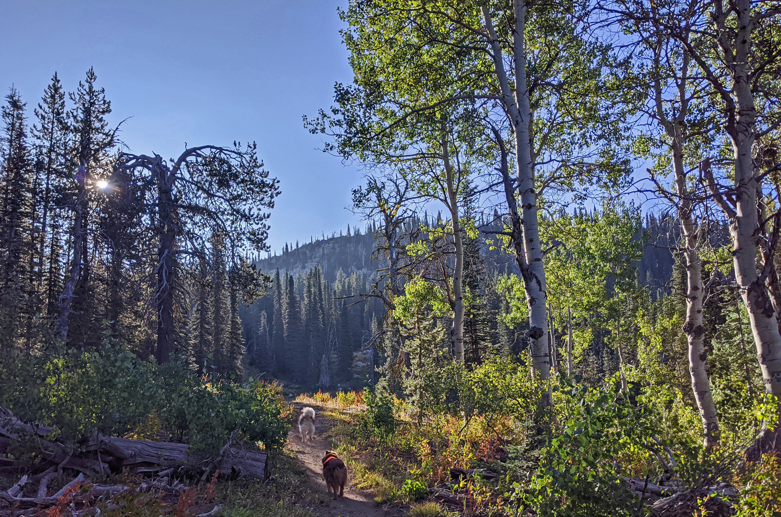 Basque Tree Carvings – Wild Sensibility