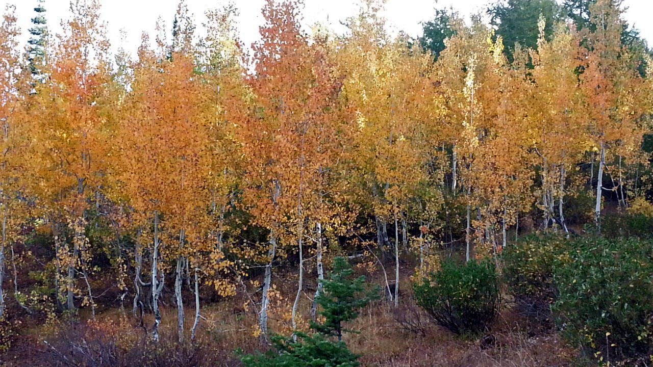 Basque Tree Carvings – Wild Sensibility