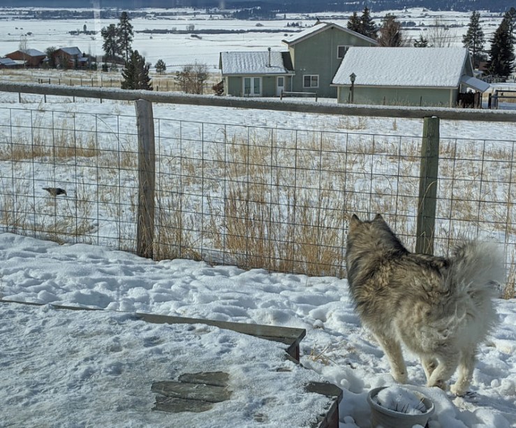 Symbiosis: Ravens and Dogs – Wild Sensibility