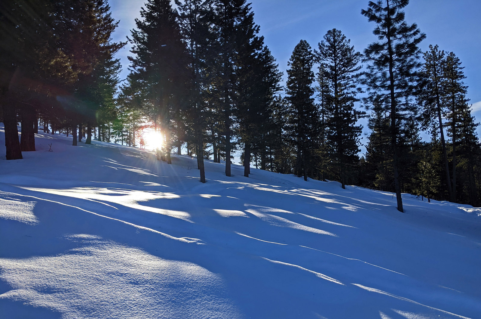 Half-way Through Winter – Wild Sensibility