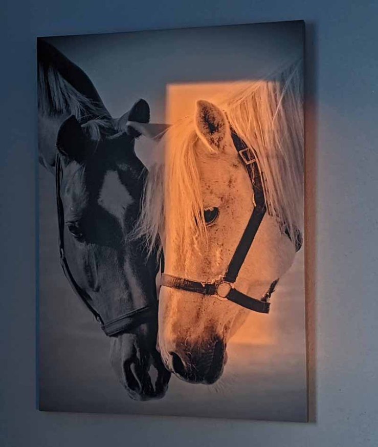 Sentimental Signs – Wild Sensibility