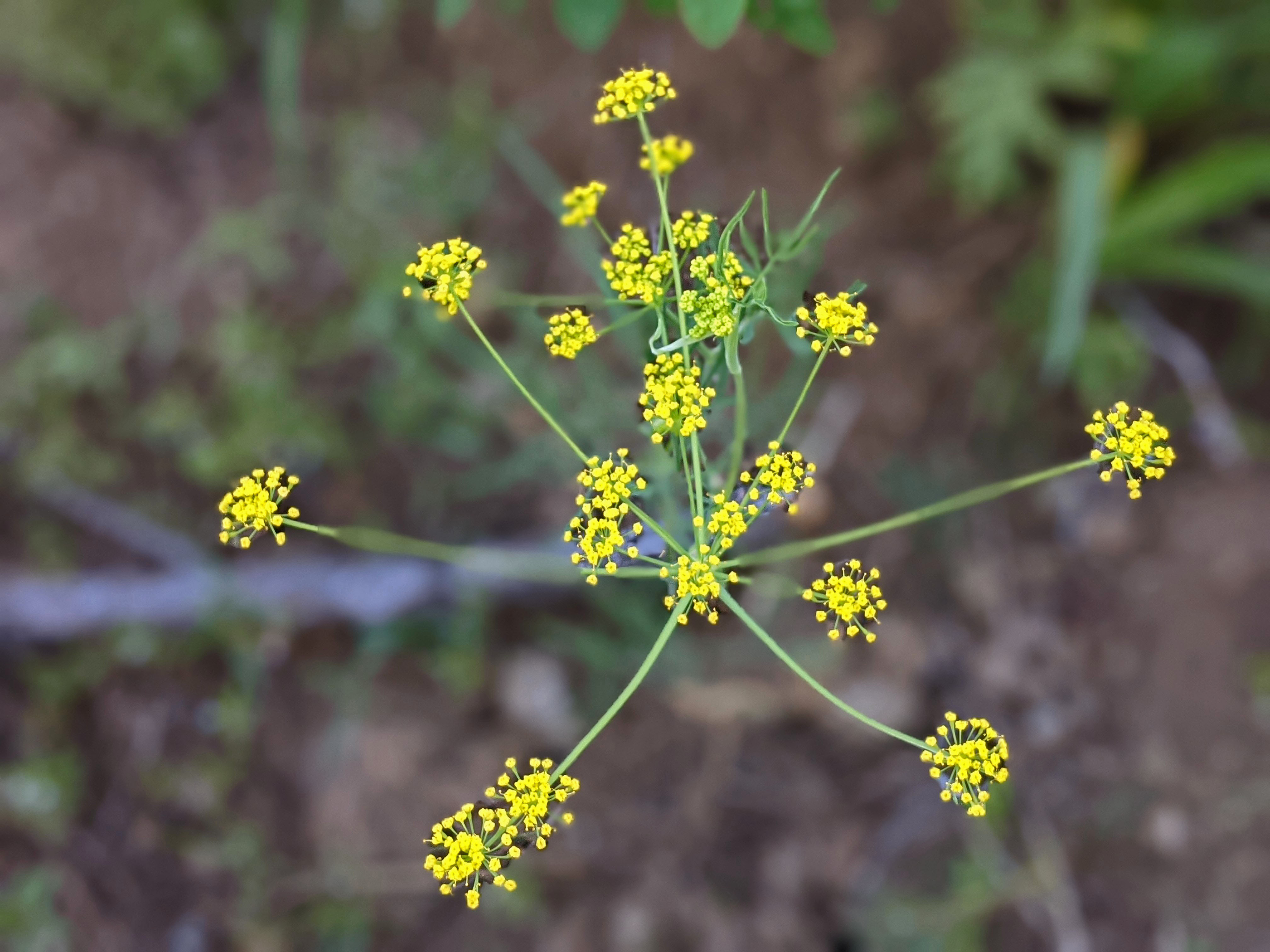 Stress Buster: Wildflowers – Wild Sensibility