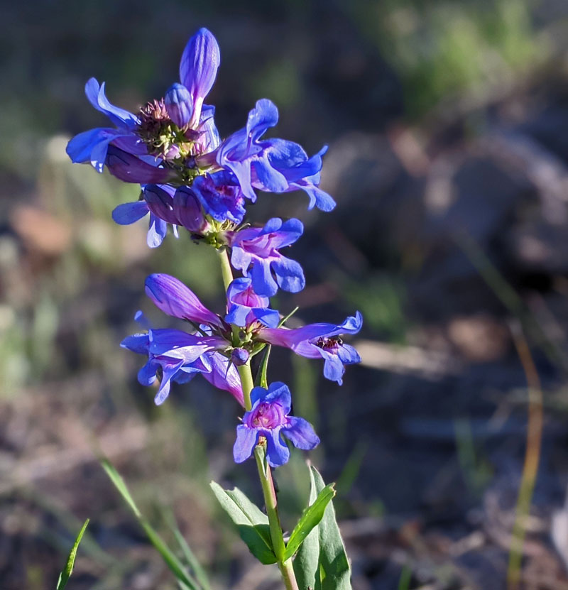 Stress Buster: Wildflowers – Wild Sensibility