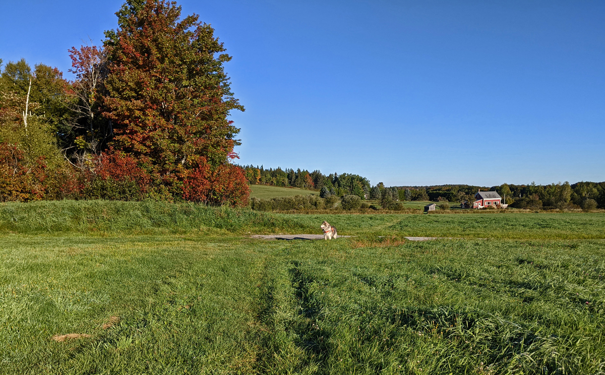 Woolly Bears: A Sign of Autumn – Wild Sensibility