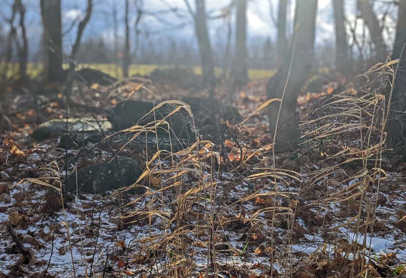 Cold Landscapes – Wild Sensibility