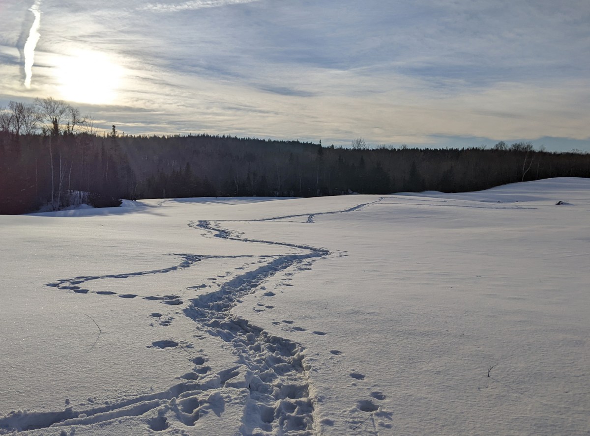 Book Progress – Wild Sensibility